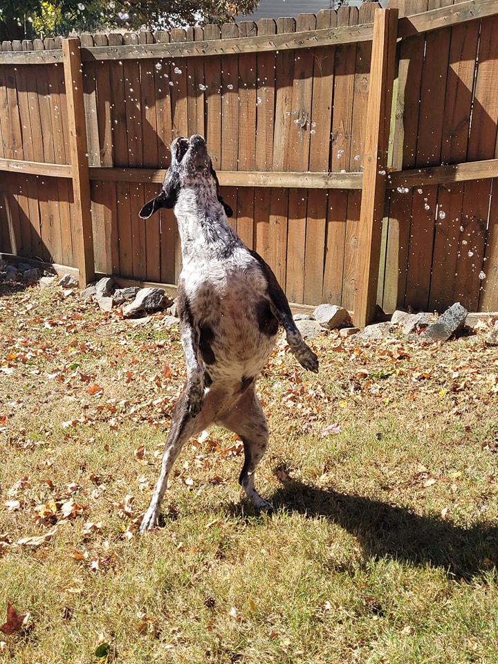 Pickens Animal Rescue Ranch | Pickens Animal Rescue